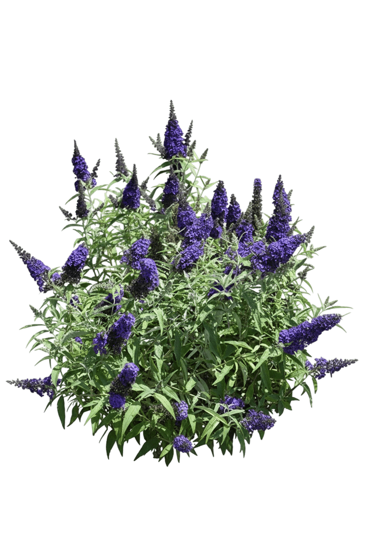 Butterfly Bush, 'Buzz Midnight' (Buddleia Davidii 'Buzz Midnight ...